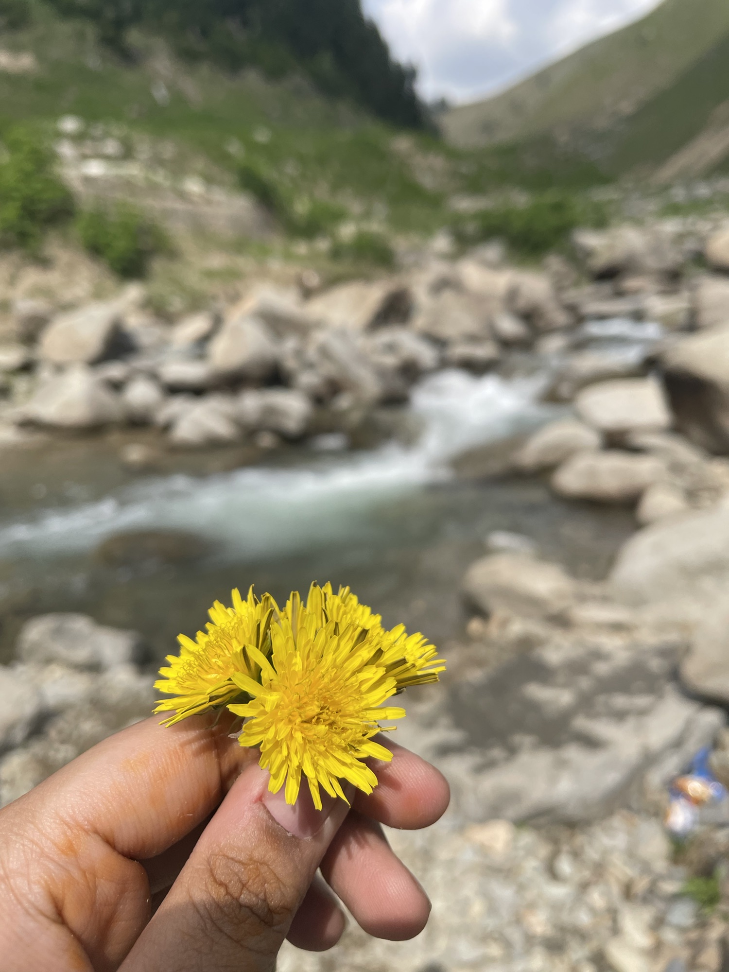 Ghaas ke Phool in Kashmir | Rashid's Blog: Portal for Inquisitive Learners